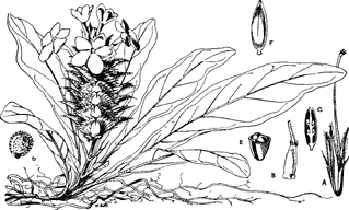 Crossandra flava Hook. | Plants of the World Online | Kew Science