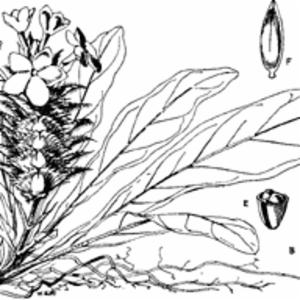 Crossandra flava Hook. | Plants of the World Online | Kew Science