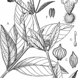 Lippia multiflora Moldenke | Plants of the World Online | Kew Science