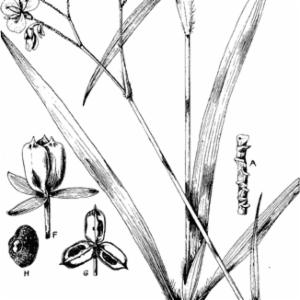 Murdannia simplex (Vahl) Brenan | Plants of the World Online | Kew Science