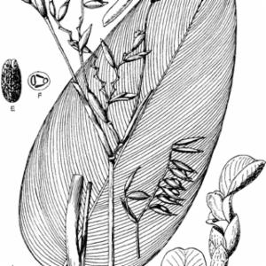 Thalia geniculata L. | Plants of the World Online | Kew Science