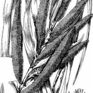 Pandanus candelabrum P.Beauv. | Plants of the World Online | Kew Science