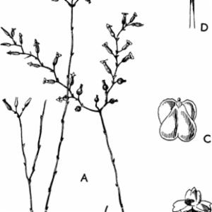 Gymnosiphon longistylus (Benth.) Hutch. | Plants of the World Online ...