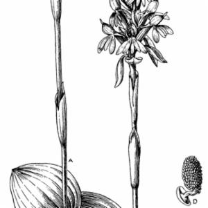 Satyrium carsonii Rolfe | Plants of the World Online | Kew Science