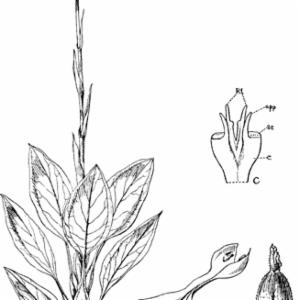 Cheirostylis lepida (Rchb.f.) Rolfe | Plants of the World Online | Kew ...