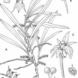 Tridactyle tridactylites (Rolfe) Schltr. | Plants of the World Online ...
