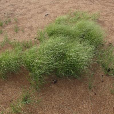 Aristida funiculata Trin. & Rupr. | Plants of the World Online | Kew ...