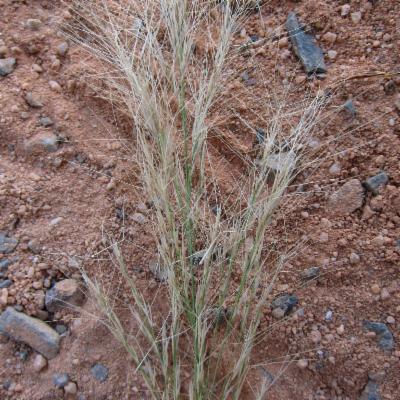 Aristida rufescens Steud. | Plants of the World Online | Kew Science