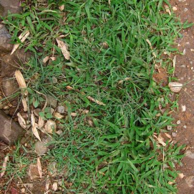 Chloris pycnothrix Trin. | Plants of the World Online | Kew Science