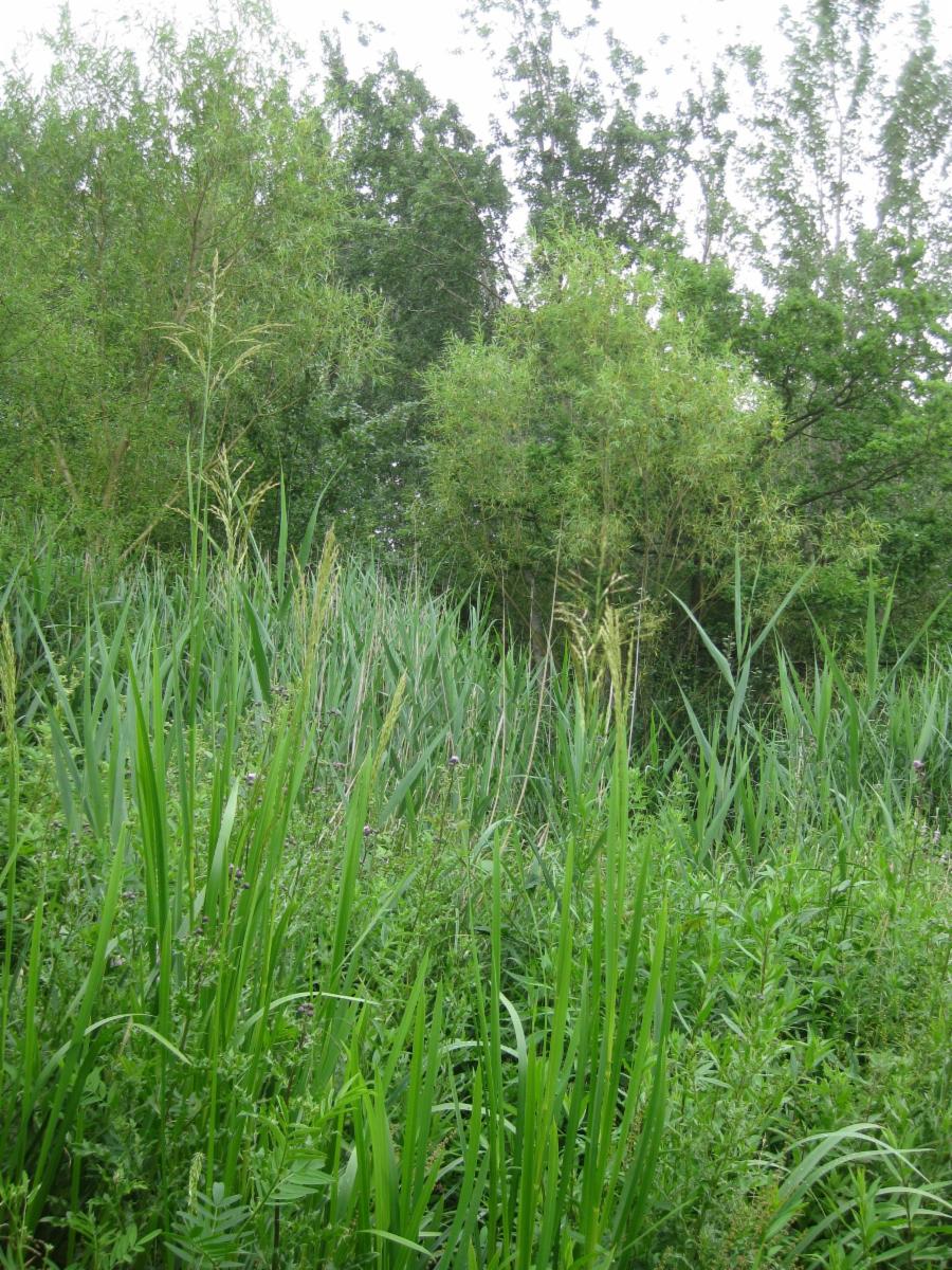 Glyceria maxima (Hartm.) Holmb. | Plants of the World Online | Kew Science