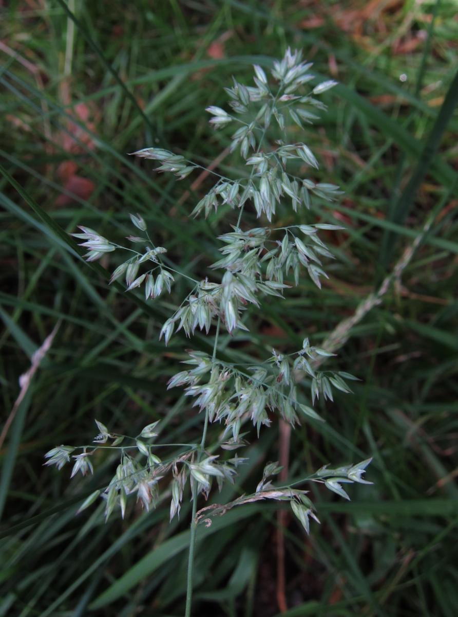 Holcus lanatus L. | Plants of the World Online | Kew Science