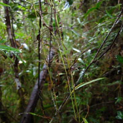 Nastus Juss. | Plants of the World Online | Kew Science