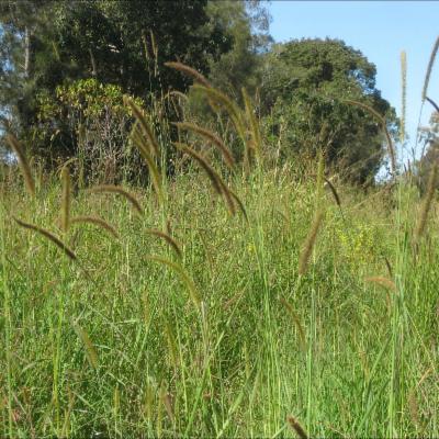 Setaria sphacelata (Schumach.) Stapf & C.E.Hubb. ex Moss | Plants of ...