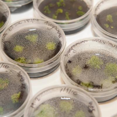 Pteridaceae E.D.M.Kirchn. | Plants of the World Online | Kew Science