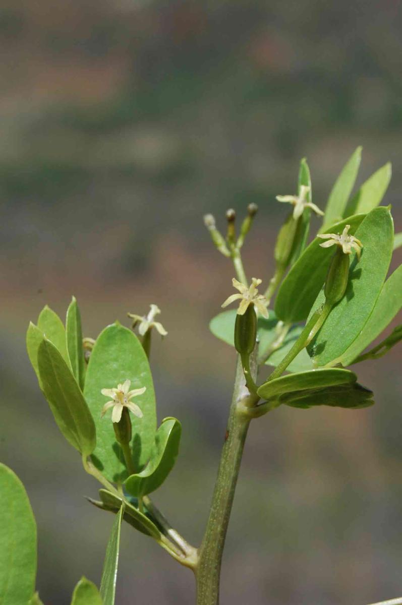 Dioscorea strydomiana Wilkin | Plants of the World Online | Kew Science