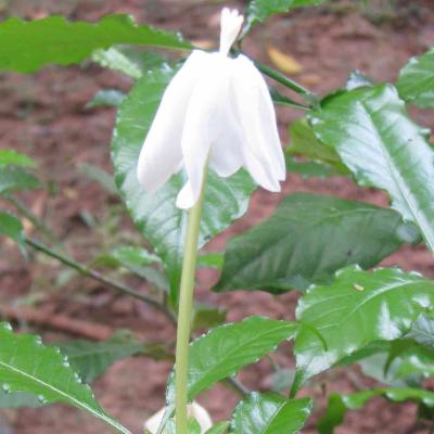 Gardenia nitida Hook. | Plants of the World Online | Kew Science
