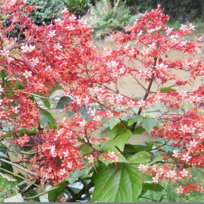 Clerodendrum L. | Plants of the World Online | Kew Science