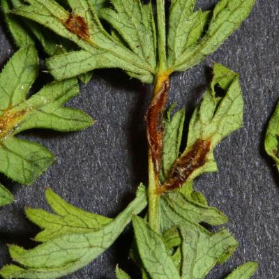 Pucciniaceae Chevall. | Colombian Fungi made accessible