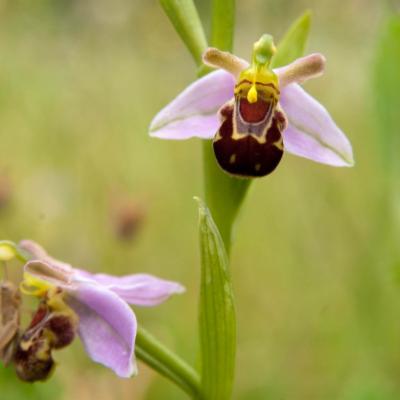 Ophrys L. | Plants of the World Online | Kew Science
