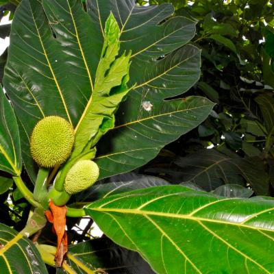 Artocarpus J.R.Forst. & G.Forst. | Plants of the World Online | Kew Science