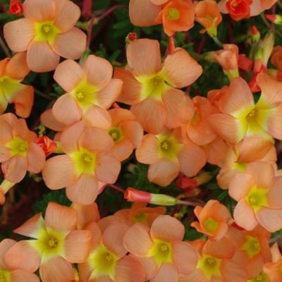 Oxalis L. | Plants of the World Online | Kew Science