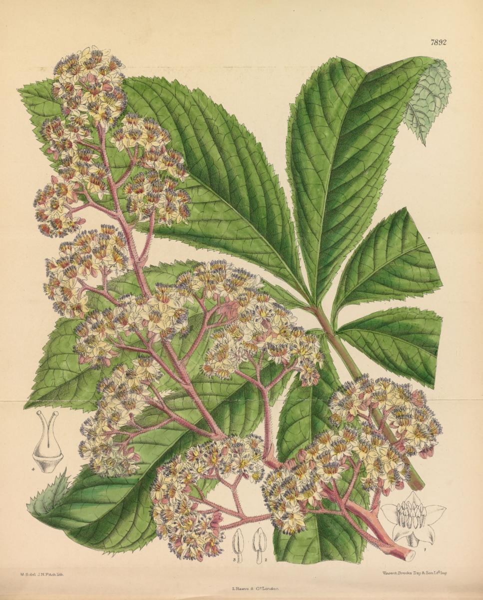 Rodgersia A.Gray | Plants of the World Online | Kew Science