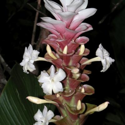 Curcuma caulina J.Graham | Plants of the World Online | Kew Science