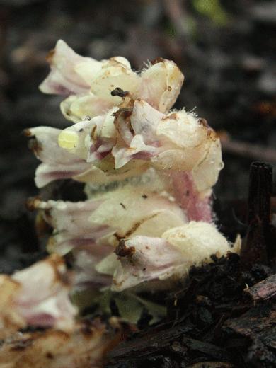 Lathraea squamaria L. | Plants of the World Online | Kew Science