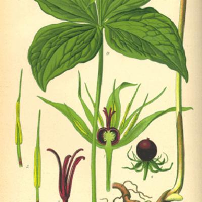 Melanthiaceae Batsch ex Borkh. | Plants of the World Online | Kew Science