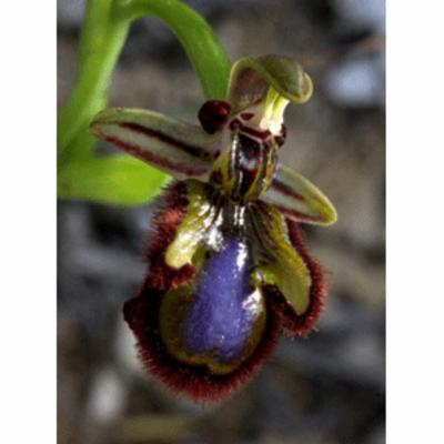Ophrys L. | Plants of the World Online | Kew Science
