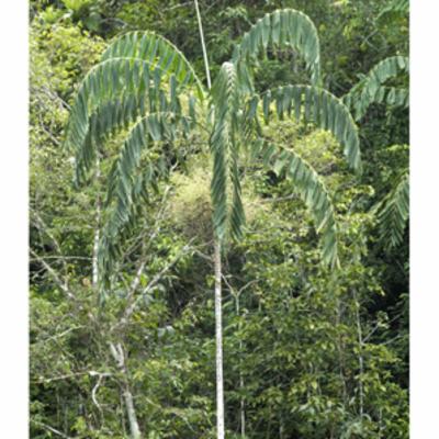 Arecaceae Bercht. & J.Presl | Colombian Plants made accessible
