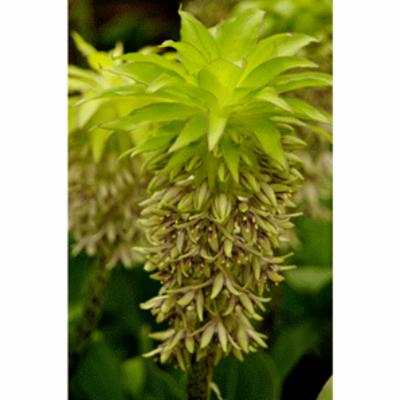 Asparagaceae Juss. | Plants of the World Online | Kew Science