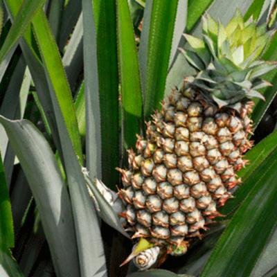Ananas Mill. | Plants of the World Online | Kew Science
