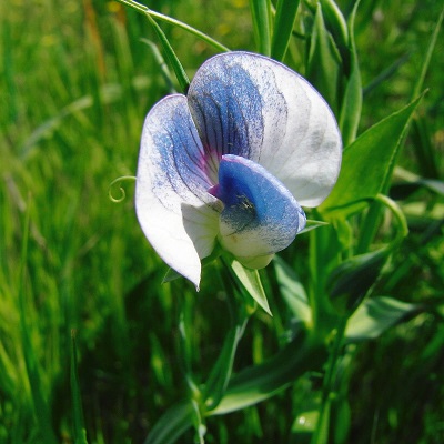 Lathyrus sativus L. | Plants of the World Online | Kew Science