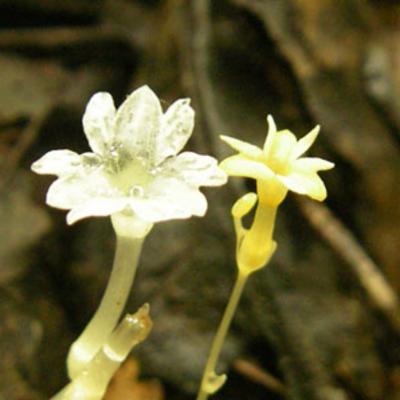 Gymnosiphon Blume | Plants of the World Online | Kew Science