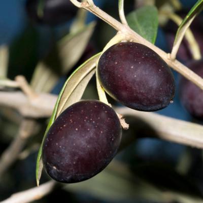 Olea L. | Plants of the World Online | Kew Science