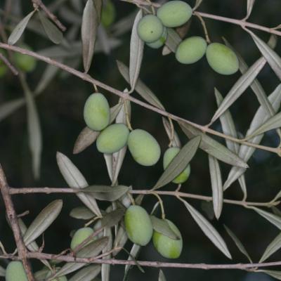 Olea europaea L. | Plants of the World Online | Kew Science