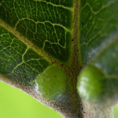 Gmelina L. | Plants of the World Online | Kew Science