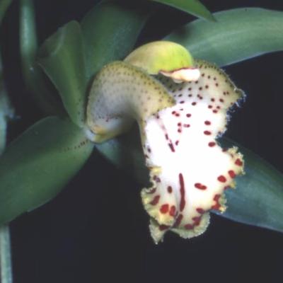 Cymbidium Sw. | Plants of the World Online | Kew Science