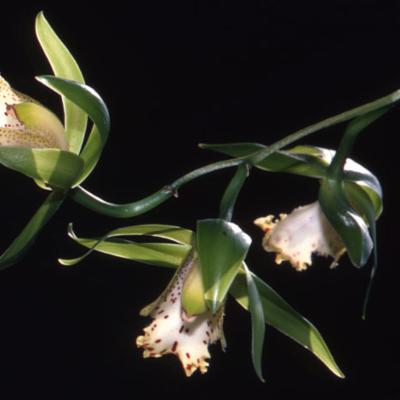 Cymbidium Sw. | Plants of the World Online | Kew Science