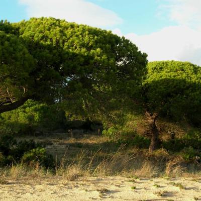 Pinus pinea L. | Plants of the World Online | Kew Science