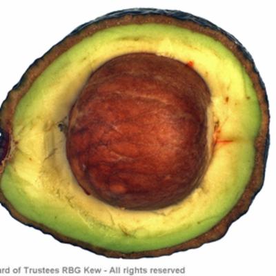 Persea americana Mill. | Plants of the World Online | Kew Science
