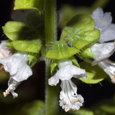 Ocimum basilicum L. | Plants of the World Online | Kew Science