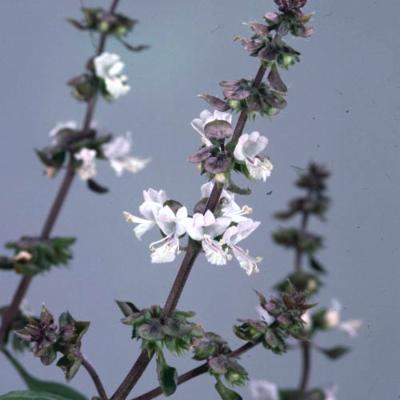Ocimum basilicum L. | Plants of the World Online | Kew Science