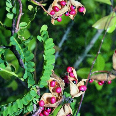 Abrus precatorius L. | Plants of the World Online | Kew Science