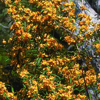 Oxylobium arborescens R.Br. | Plants of the World Online | Kew Science