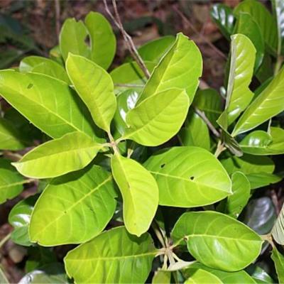 Erisma floribundum Rudge | Plants of the World Online | Kew Science