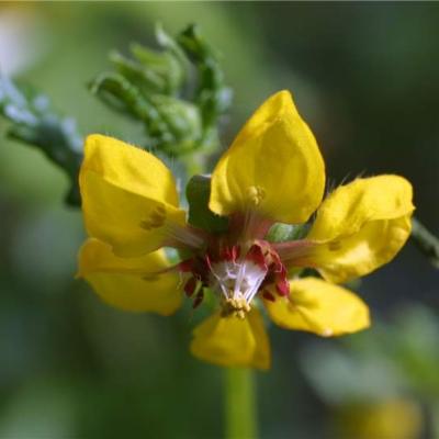 Loasa Adans. | Plants of the World Online | Kew Science