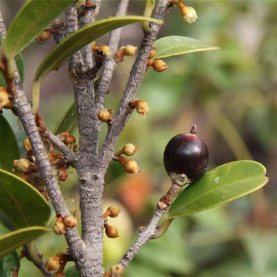 Micropholis (Griseb.) Pierre | Plants of the World Online | Kew Science