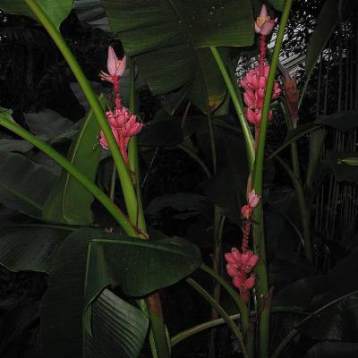 Musa L. | Plants of the World Online | Kew Science